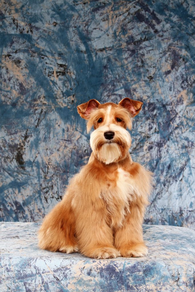 Noah – Noah’s Rainbow Miniature Schnauzers