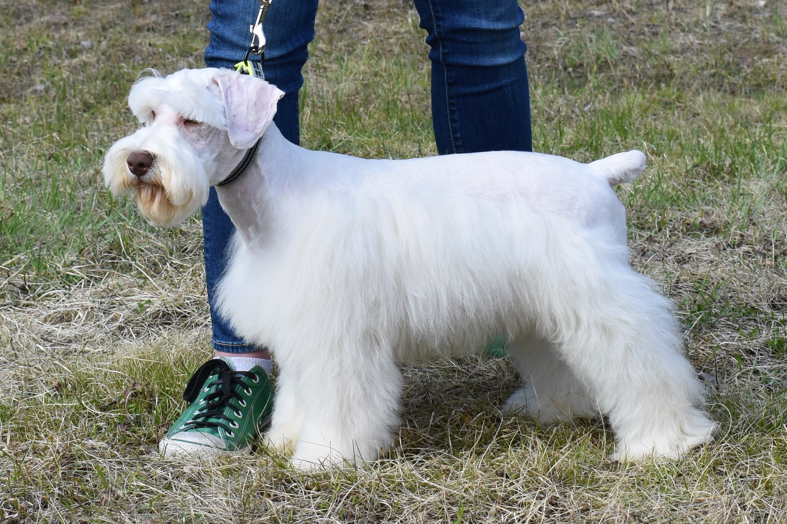 Boaz – Noah’s Rainbow Miniature Schnauzers