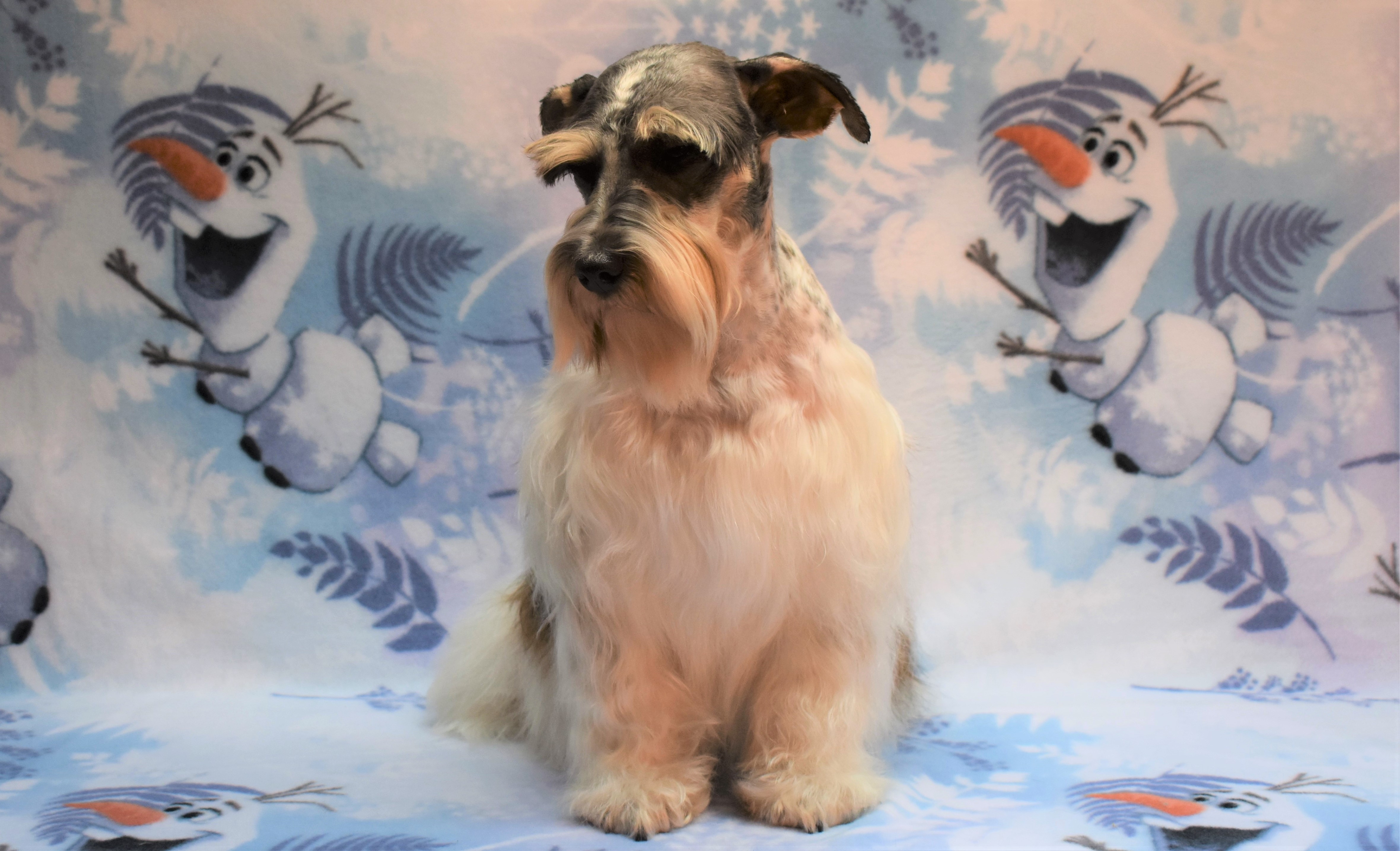 Teagan – Noah’s Rainbow Miniature Schnauzers