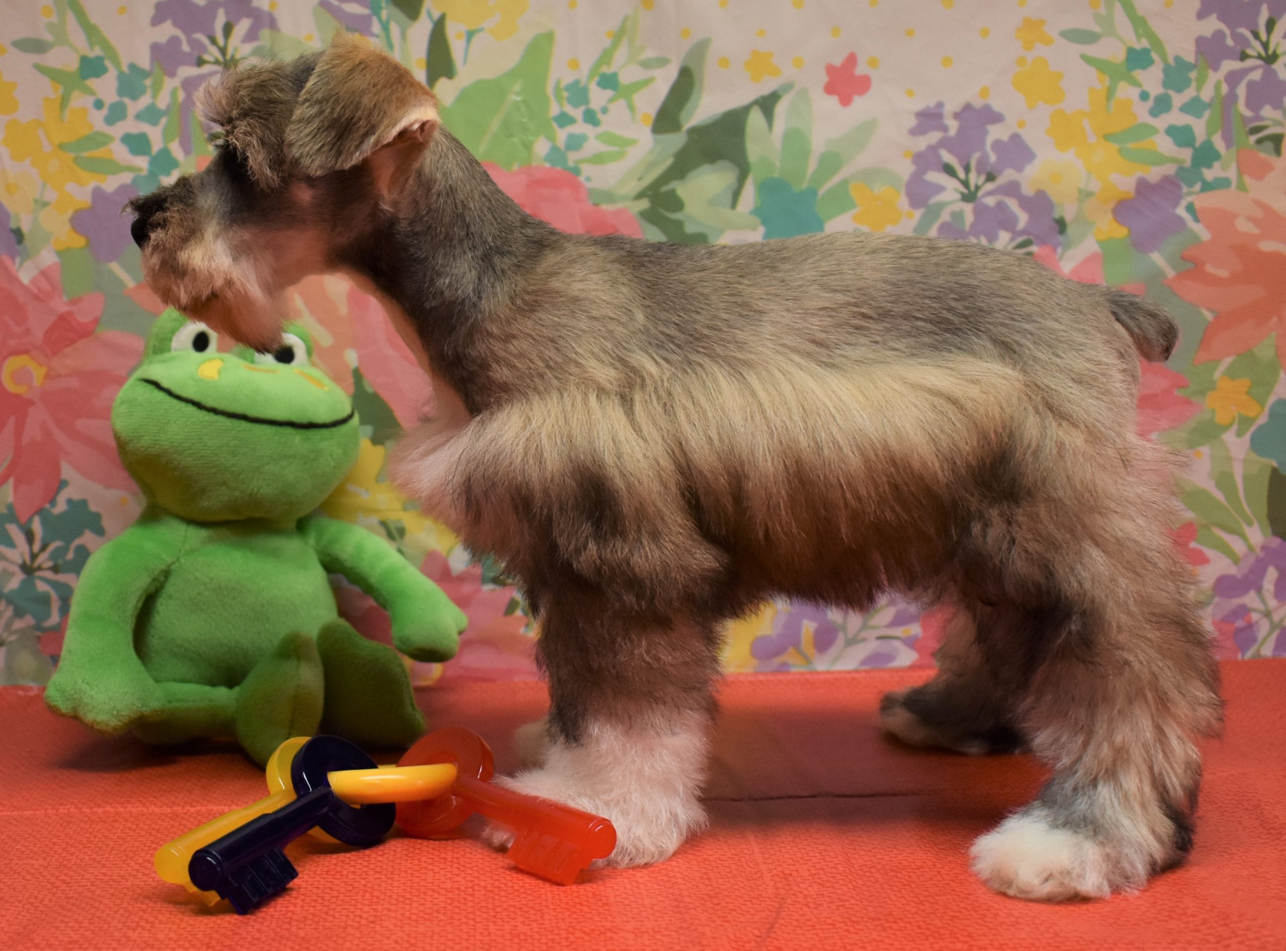 London – Noah's Rainbow Miniature Schnauzers