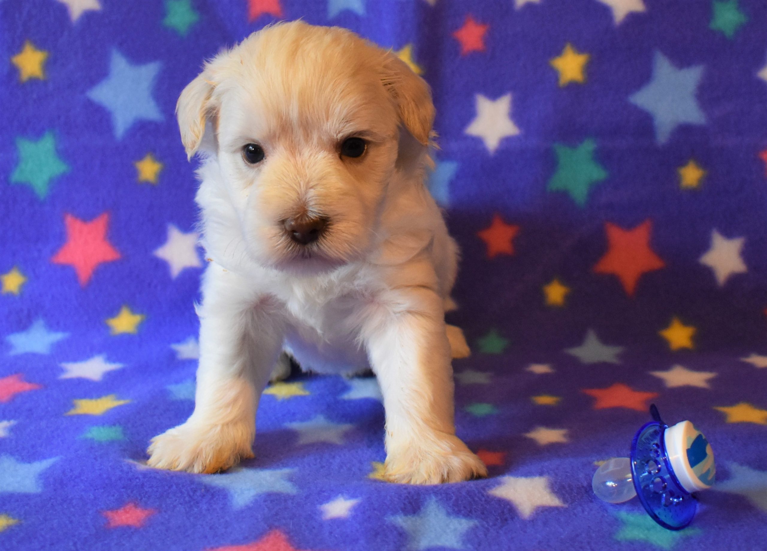 Puppies For Sale – Noah's Rainbow Miniature Schnauzers