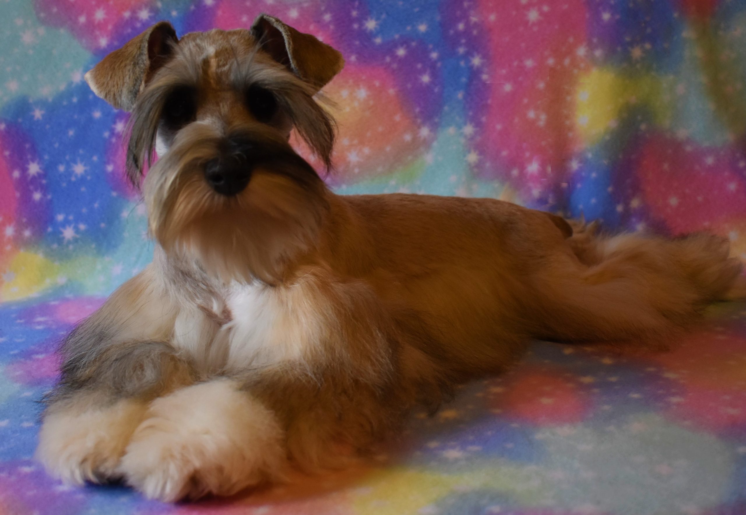 London – Noah's Rainbow Miniature Schnauzers