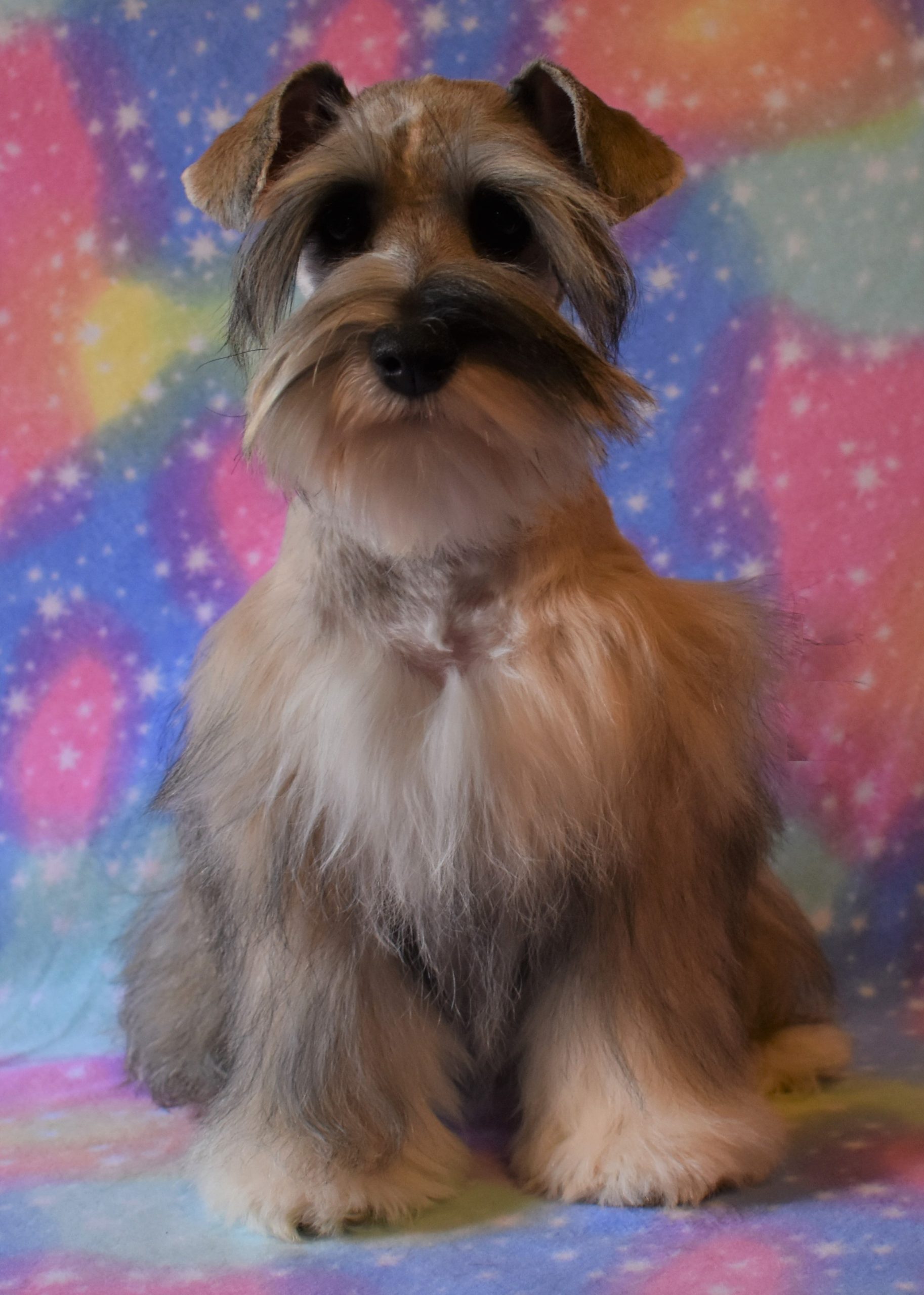 London – Noah's Rainbow Miniature Schnauzers