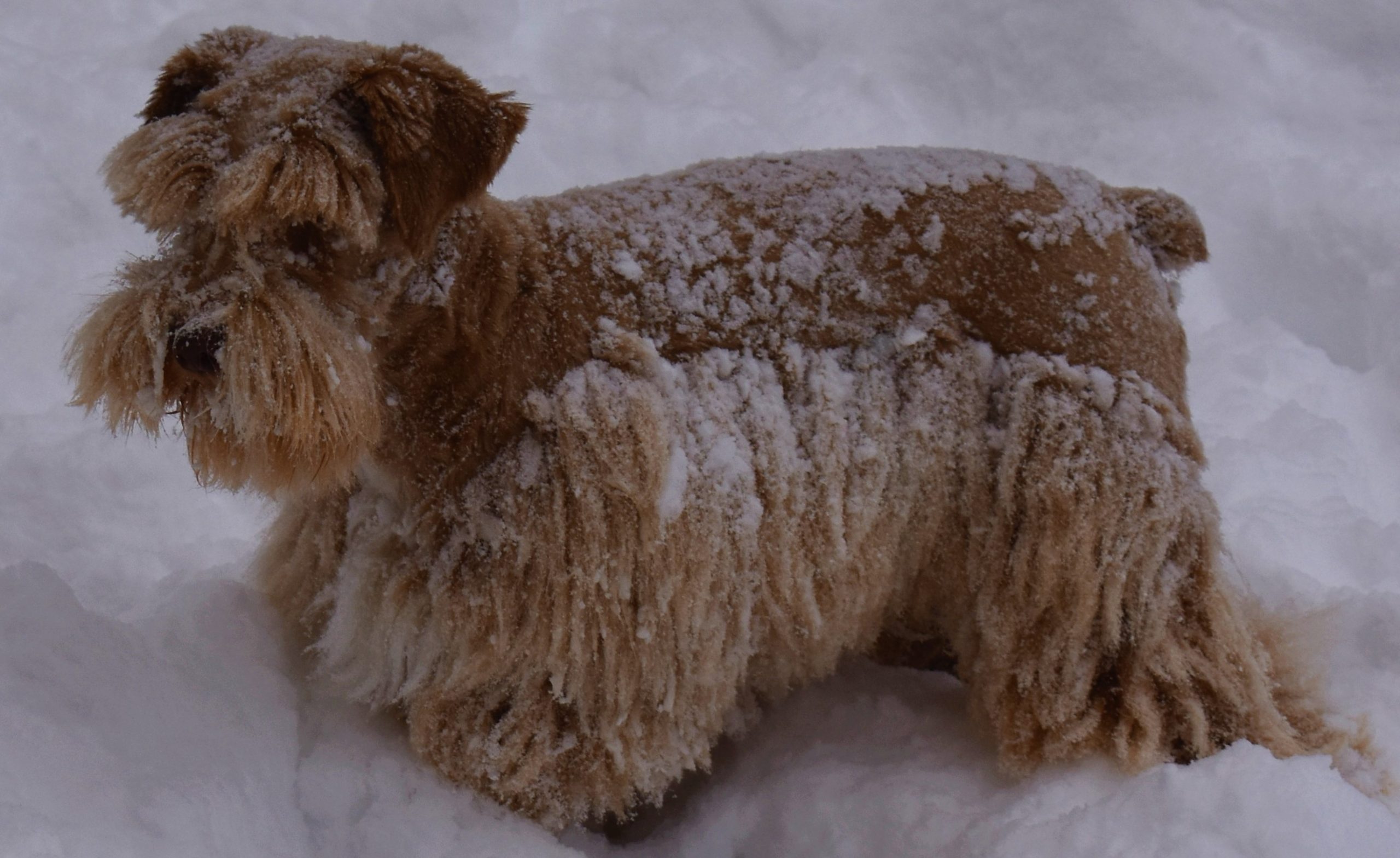 Syre – Noah’s Rainbow Miniature Schnauzers